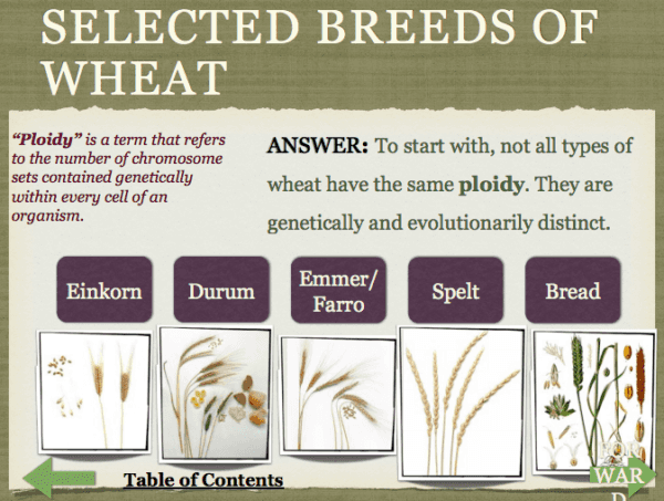 Wheat Primer: Grains, Milling, and Baking - Community Grains
