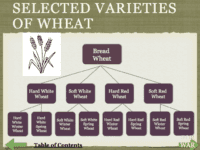 Wheat Primer: Grains, Milling, and Baking - Community Grains
